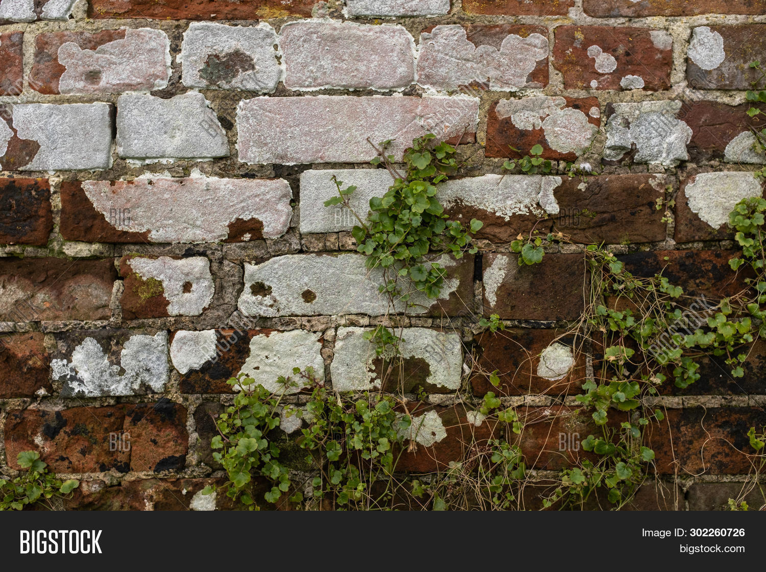 Close Aging Red Orange Image & Photo (Free Trial) | Bigstock