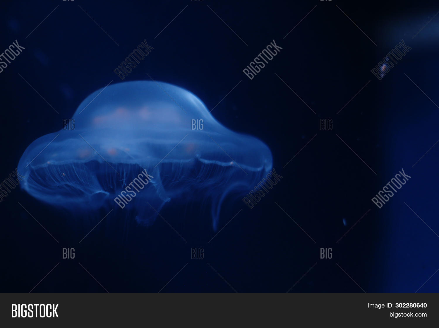 Blue See Through Image & Photo (Free Trial) | Bigstock