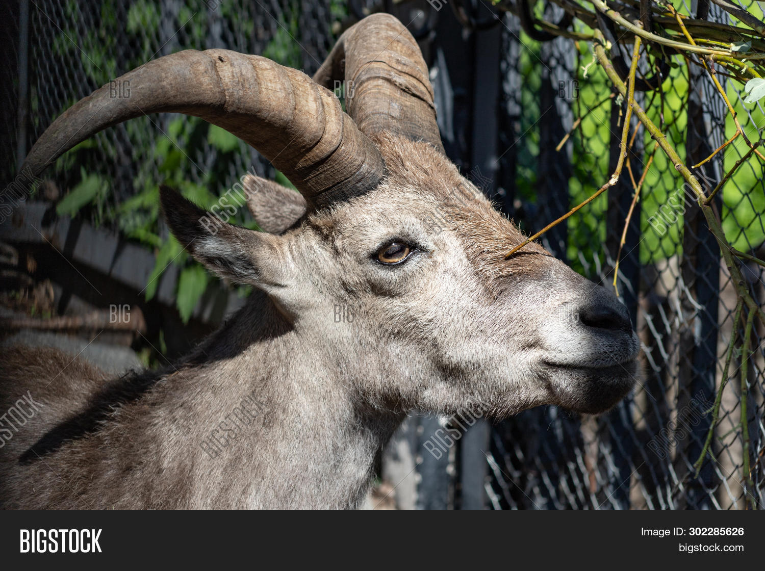 East Caucasian Tur Image & Photo (Free Trial) | Bigstock