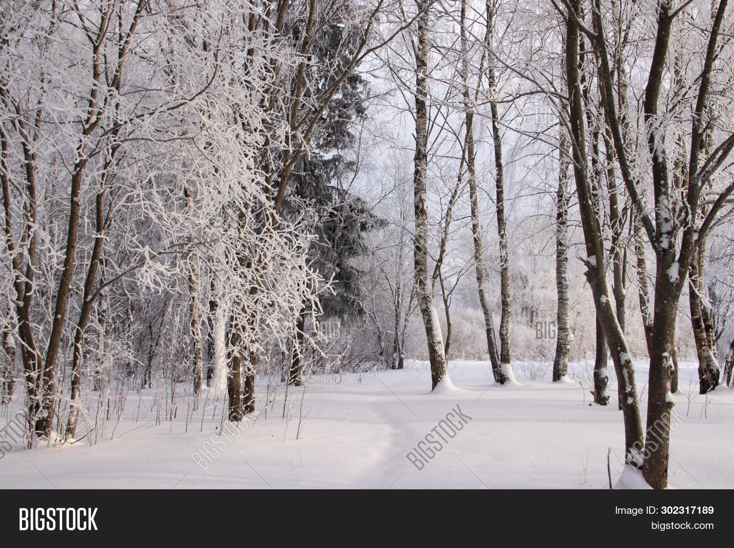 Birch Grove Winter Image & Photo (Free Trial) | Bigstock