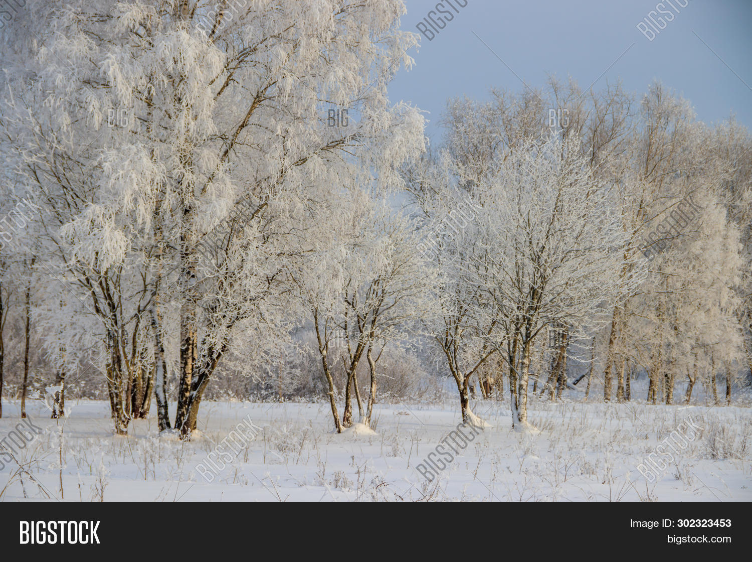 Birch Grove Winter Image & Photo (Free Trial) | Bigstock
