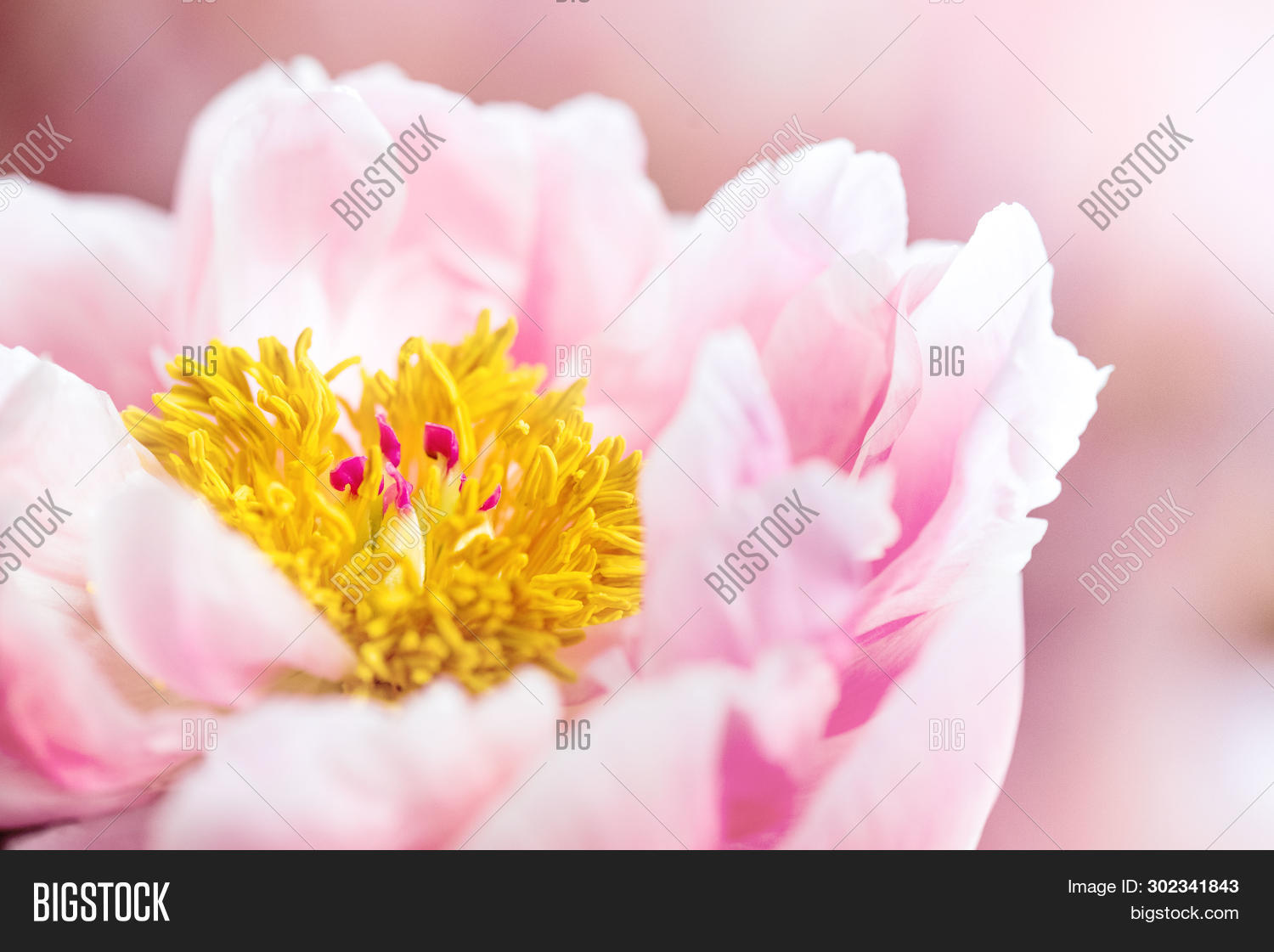 Peony Flower Rose Image & Photo (Free Trial) | Bigstock