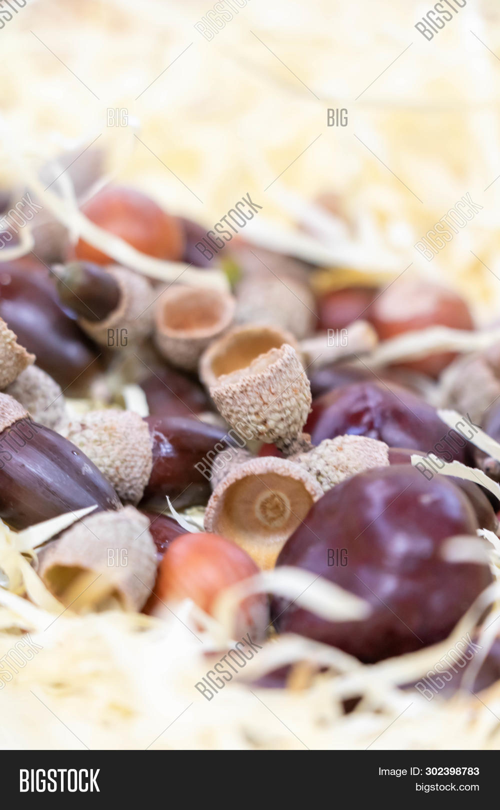 Harvest Autumn, Nuts, Image & Photo (Free Trial) | Bigstock