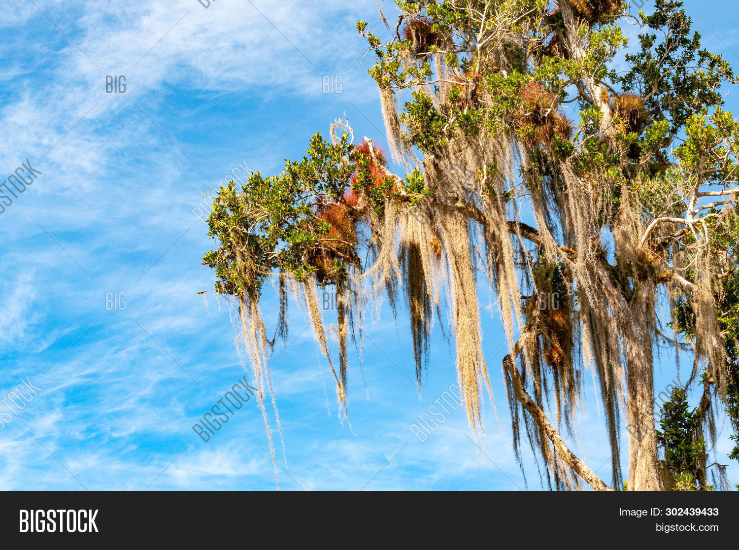 Branches Big Tree Image & Photo (Free Trial) | Bigstock