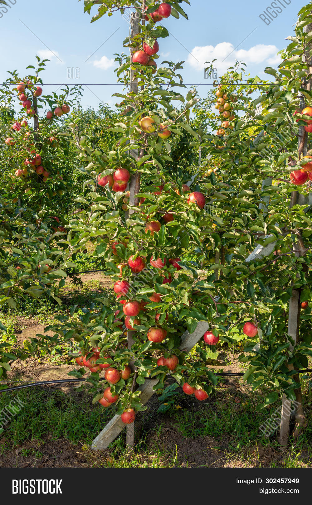 Industrial Apple Image & Photo (Free Trial) | Bigstock