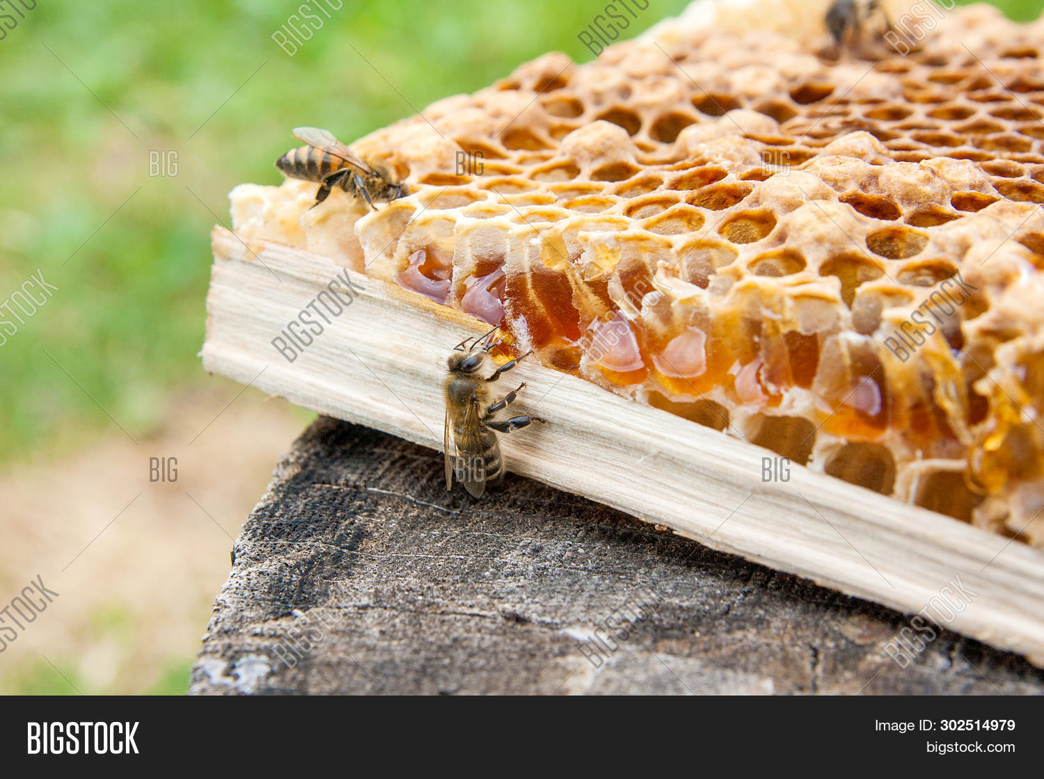 Close View Working Bee Image & Photo (Free Trial) | Bigstock