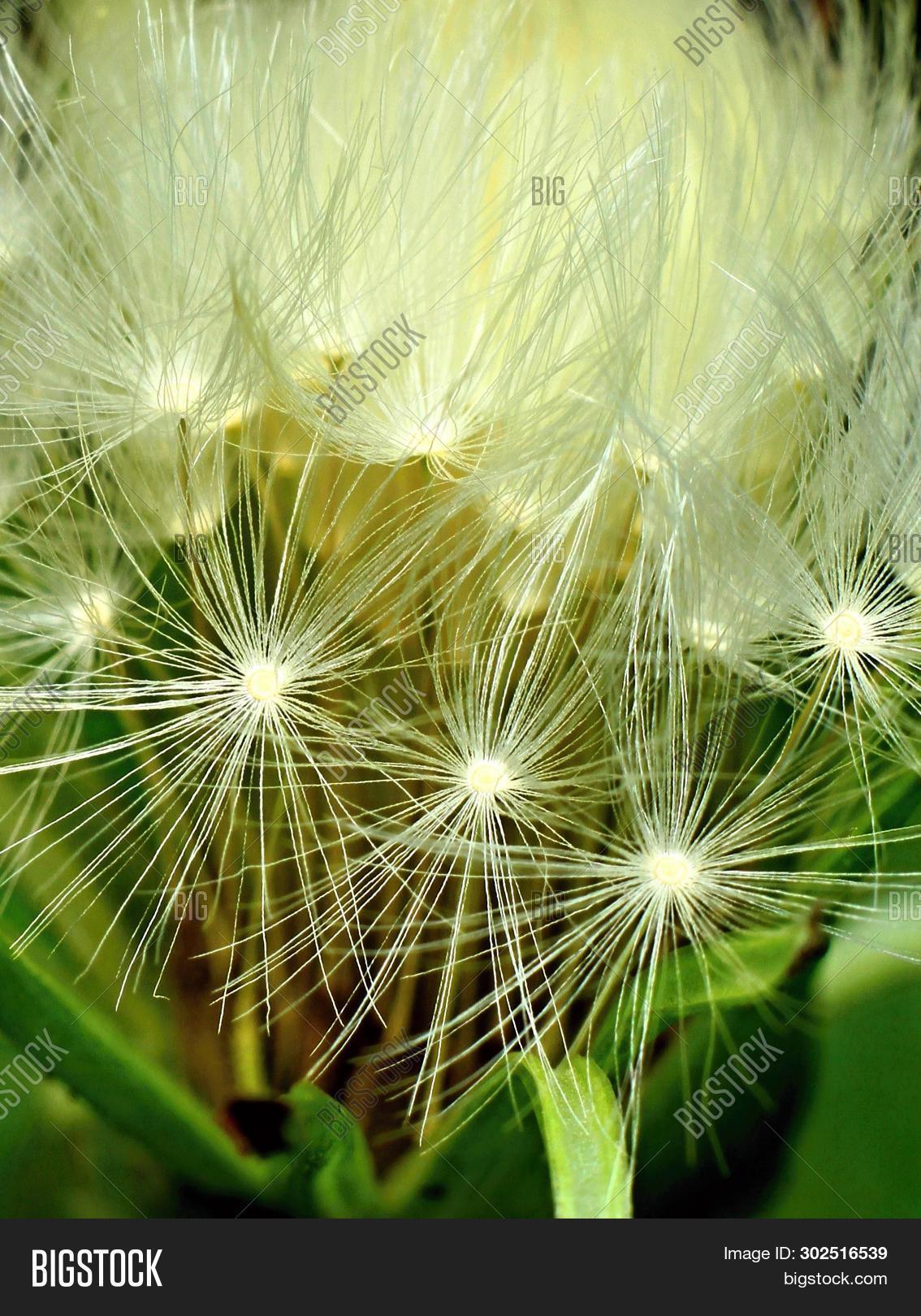 Dandelion Flower Seeds Image & Photo (Free Trial) | Bigstock