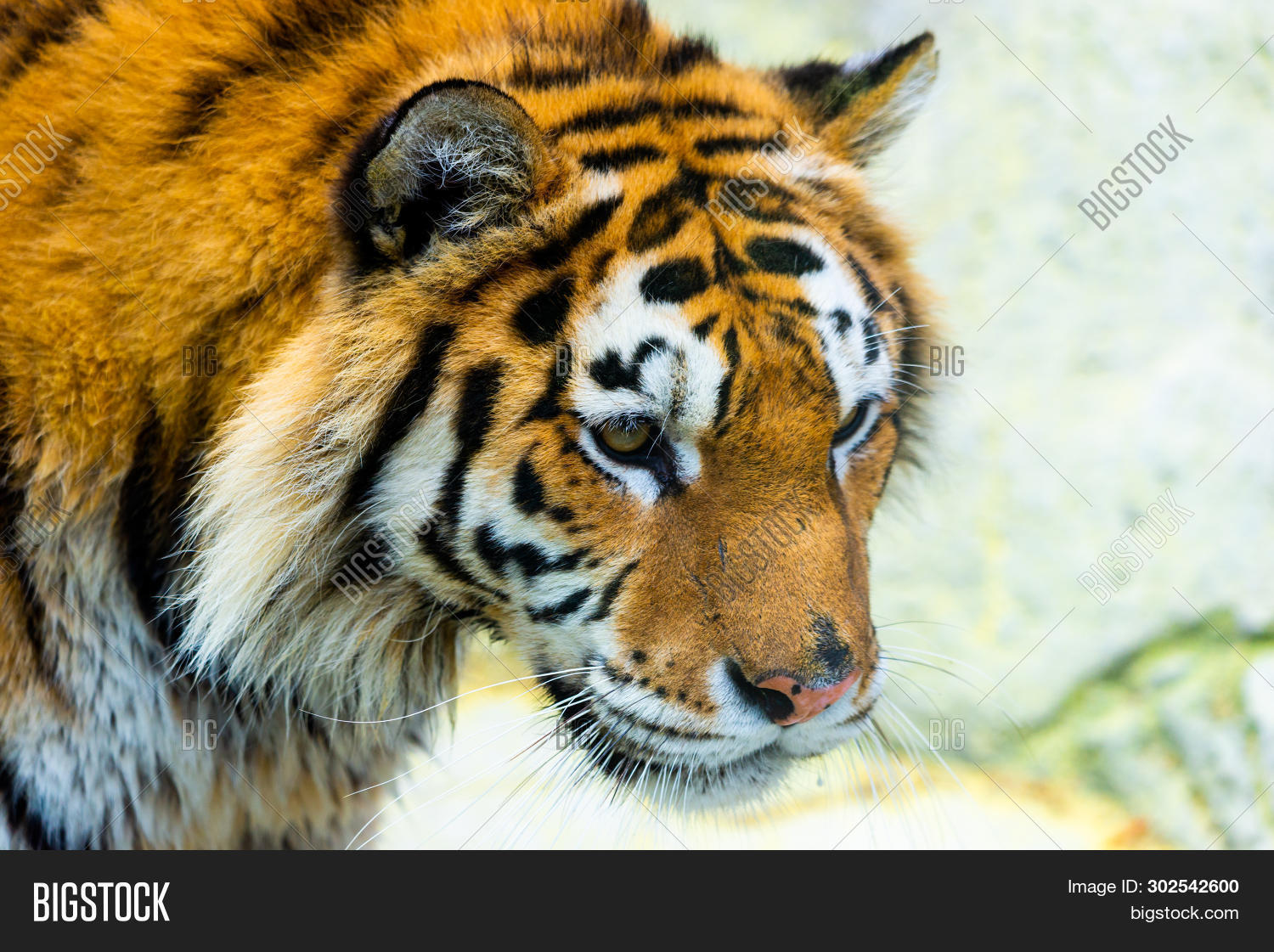 Siberian Tiger Image & Photo (Free Trial) | Bigstock