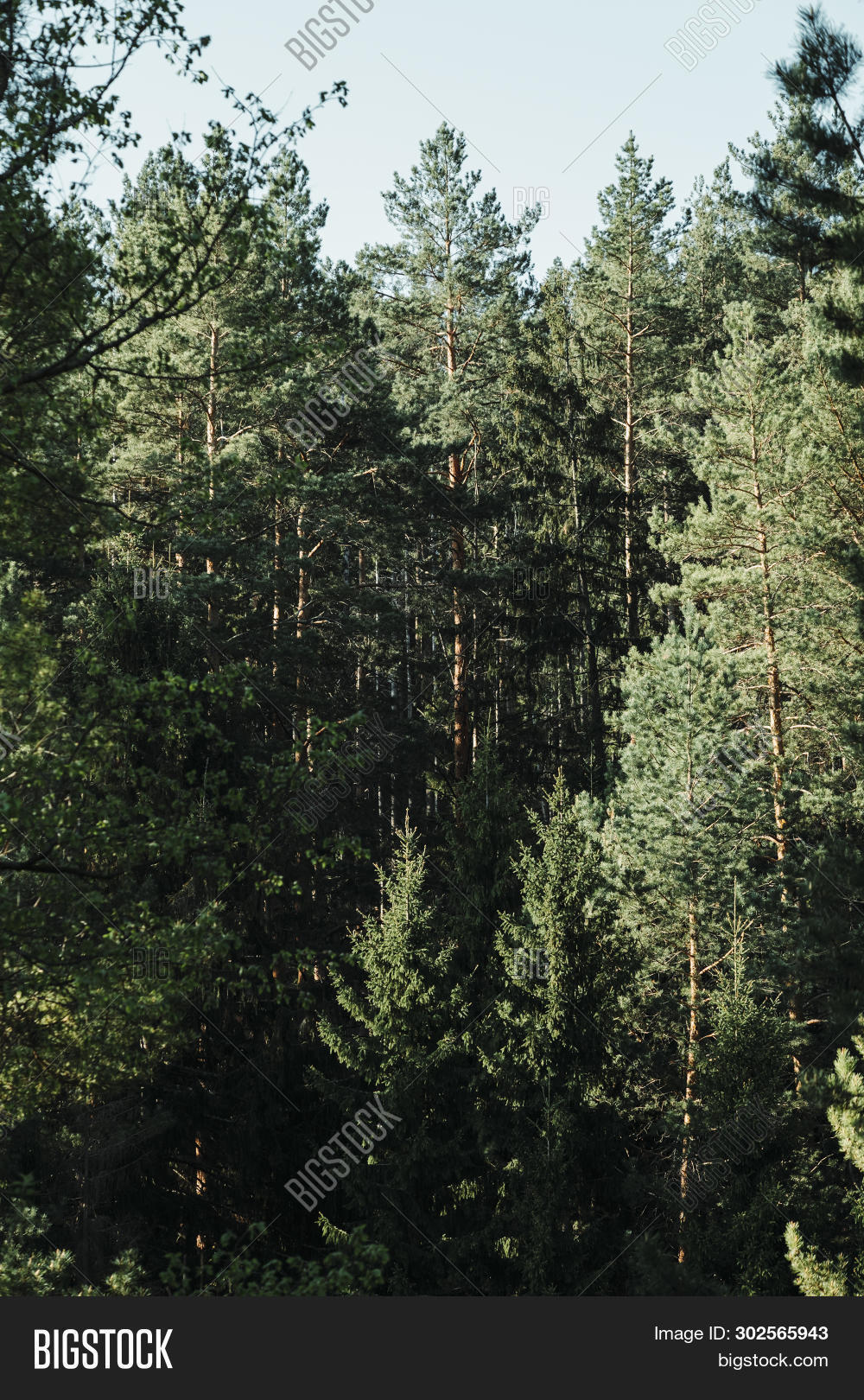Forested Mountain Image & Photo (Free Trial) | Bigstock