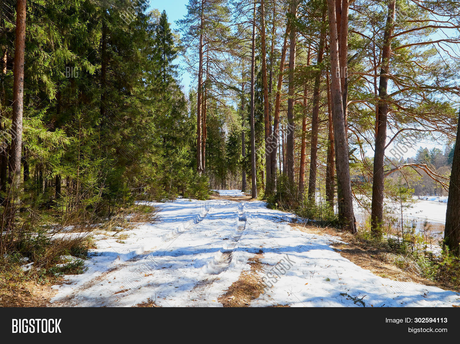 Path Small Road Pine Image & Photo (Free Trial) | Bigstock