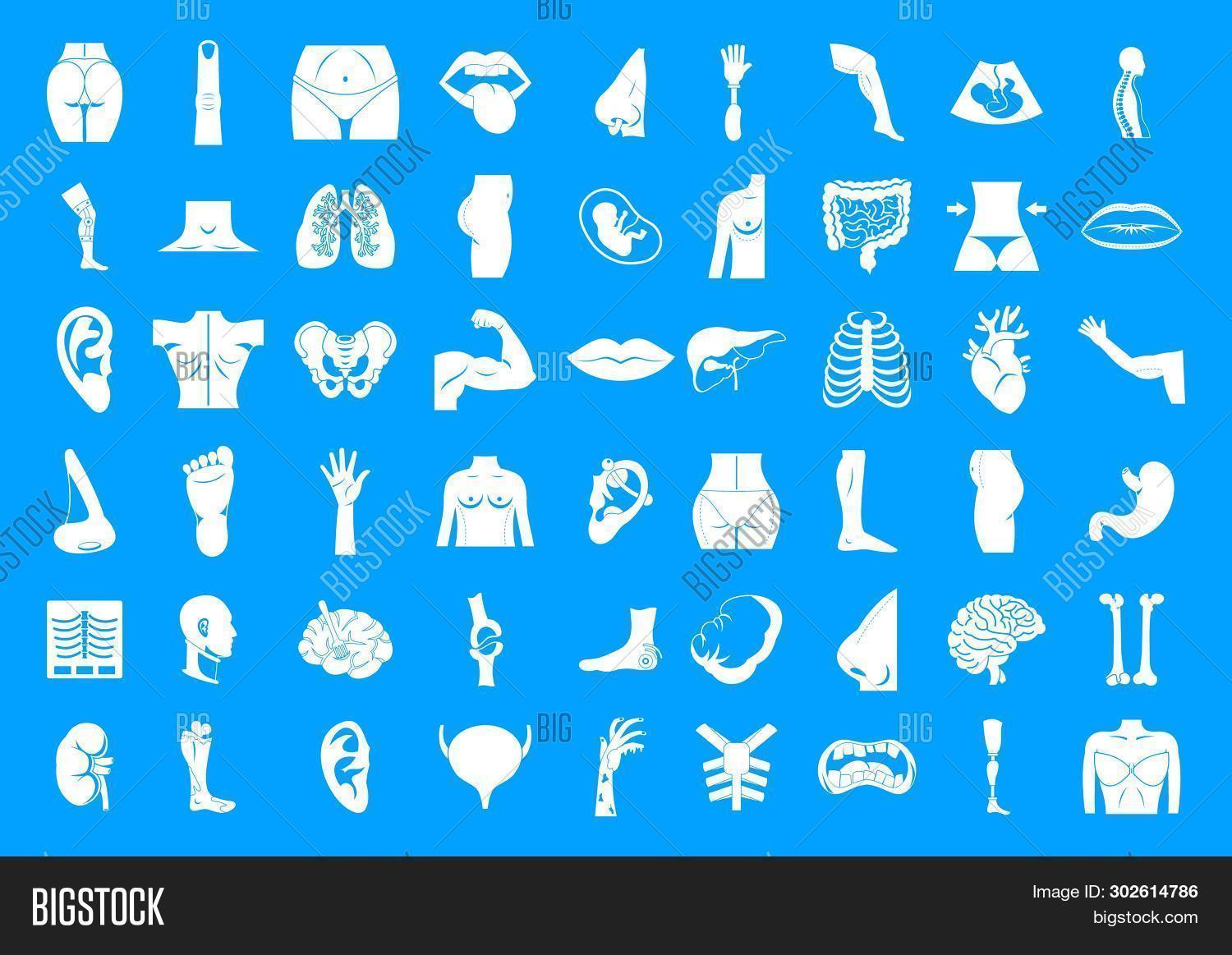 Human Body Icon Set. Image & Photo (Free Trial) | Bigstock