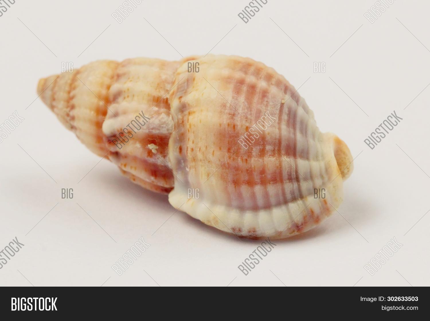 Hermit Crab Shell, Image & Photo (Free Trial) | Bigstock