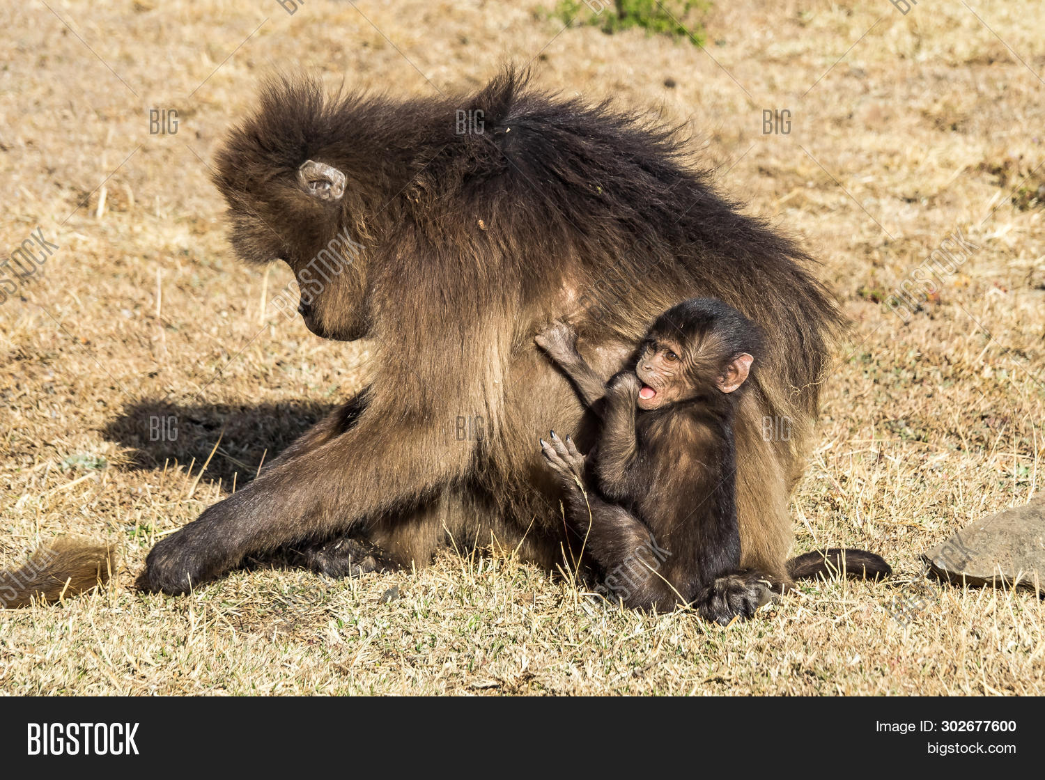 Gelada Baboon Image & Photo (Free Trial) | Bigstock