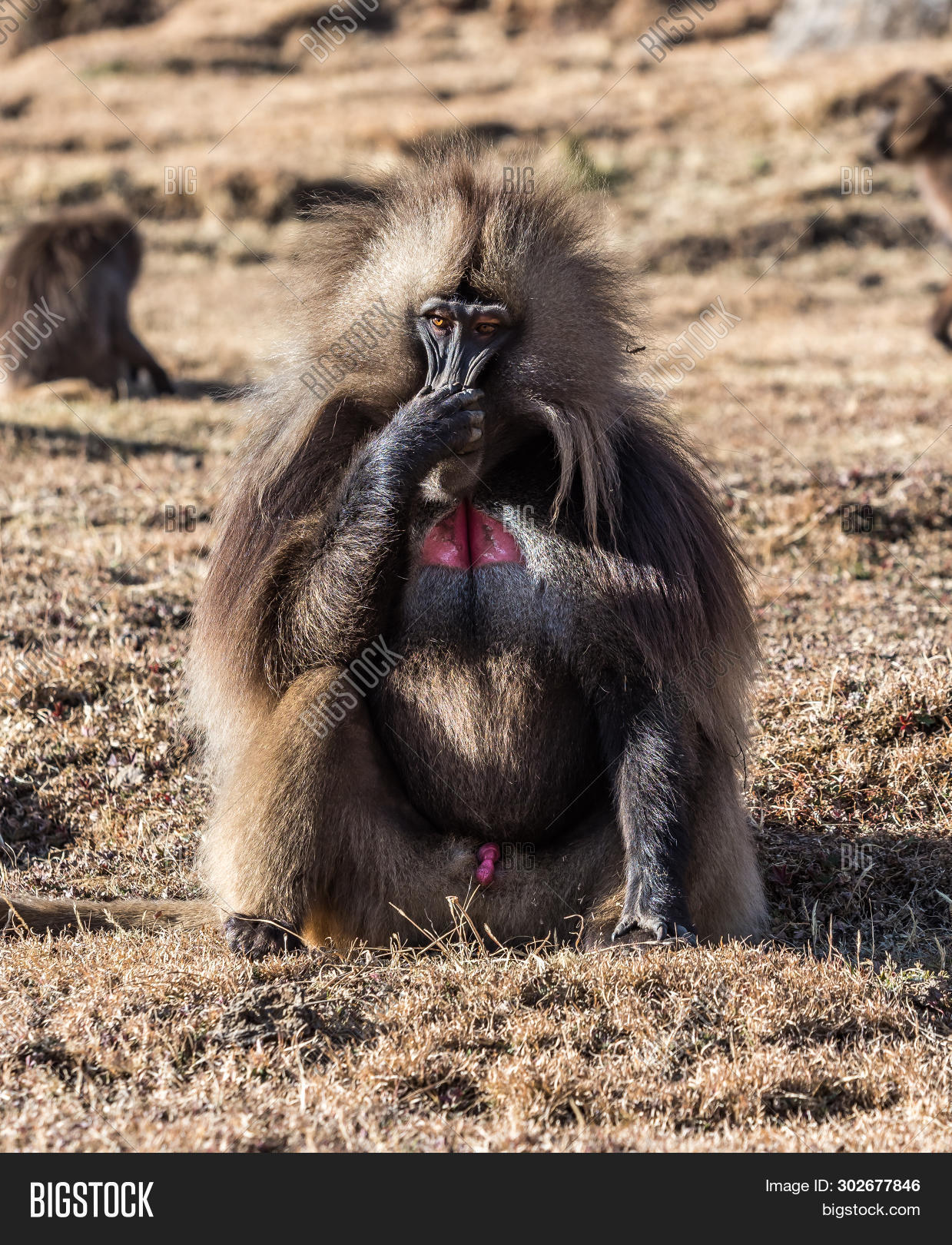 Gelada Baboon Image & Photo (Free Trial) | Bigstock