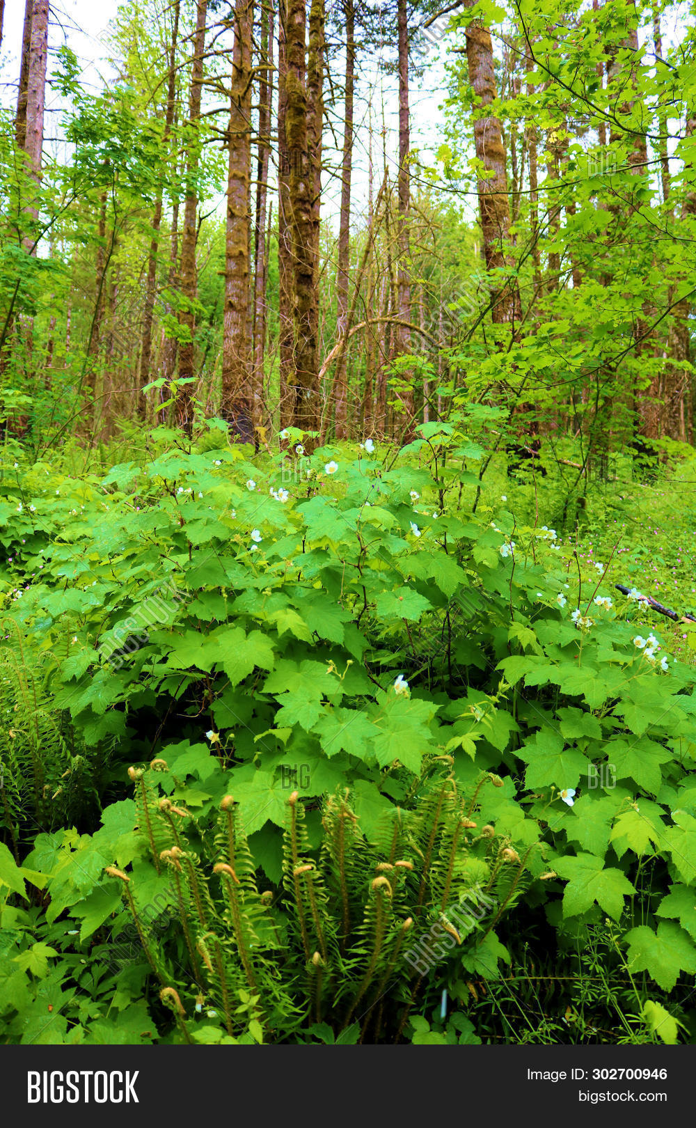 Deciduous Plants Image & Photo (Free Trial) | Bigstock