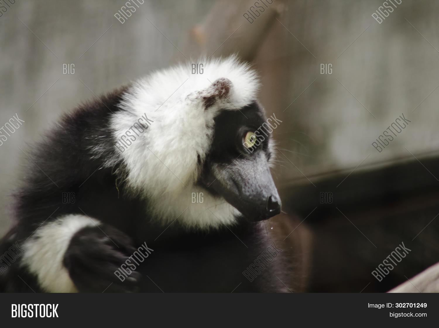 Ruffed Lemur Mammal. Image & Photo (Free Trial) | Bigstock