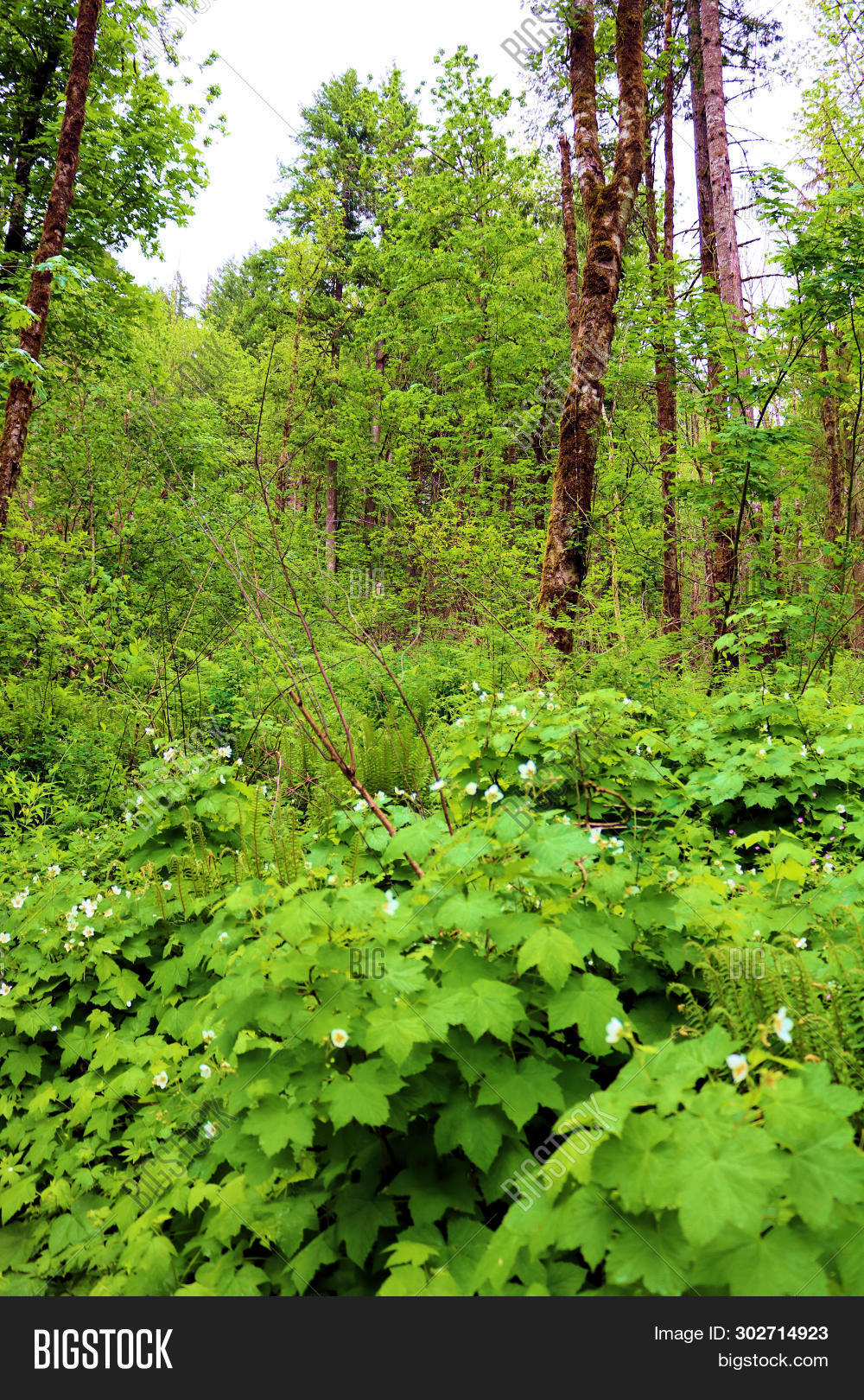 Field Deciduous Plants Image & Photo (Free Trial) | Bigstock