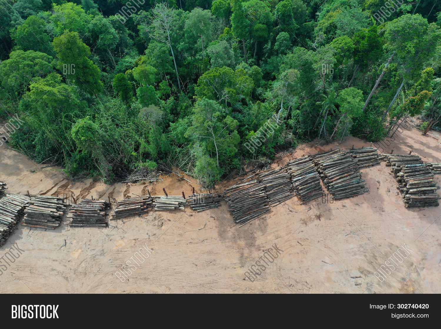 Deforestation. Logging Image & Photo (Free Trial) | Bigstock
