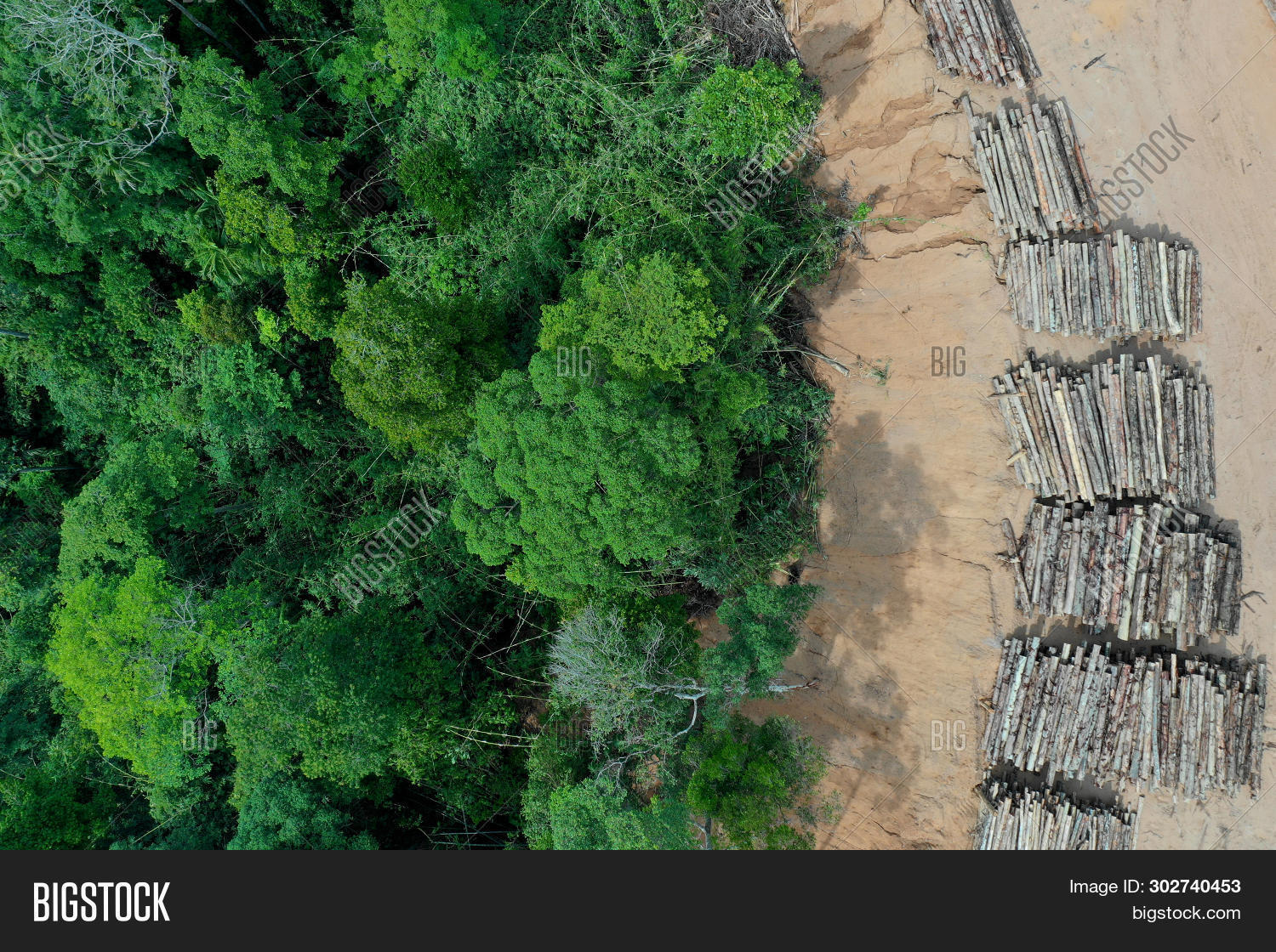Deforestation. Logging Image & Photo (Free Trial) | Bigstock