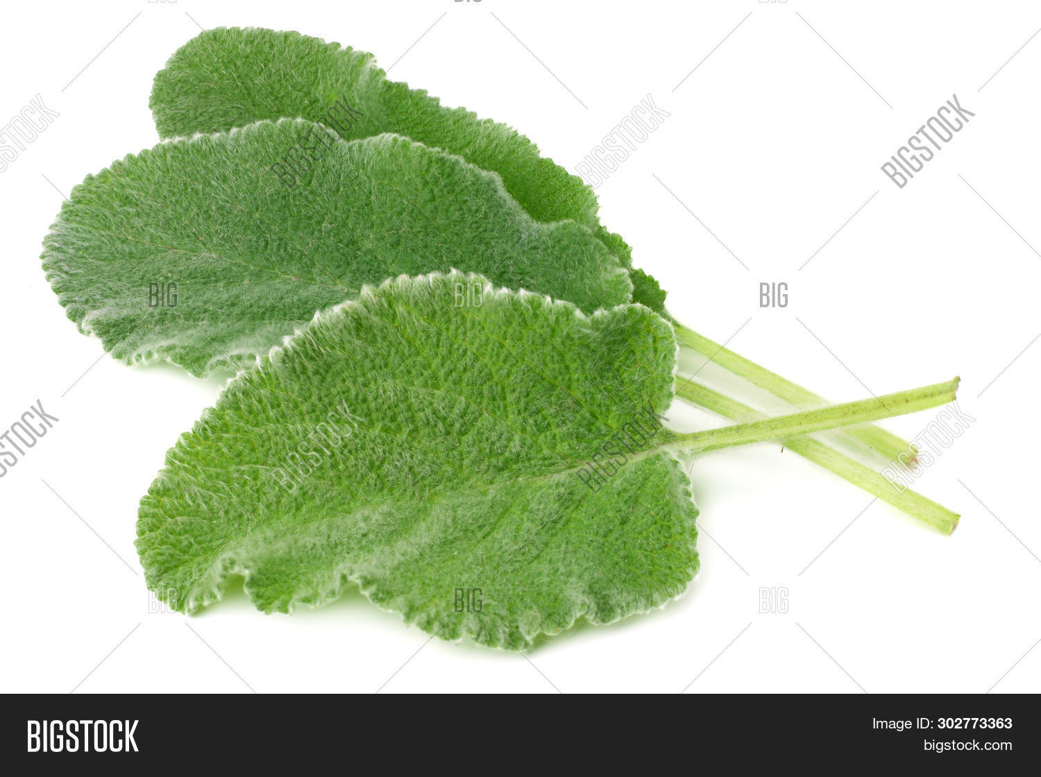 Sage Leaves Isolated Image & Photo (Free Trial) | Bigstock