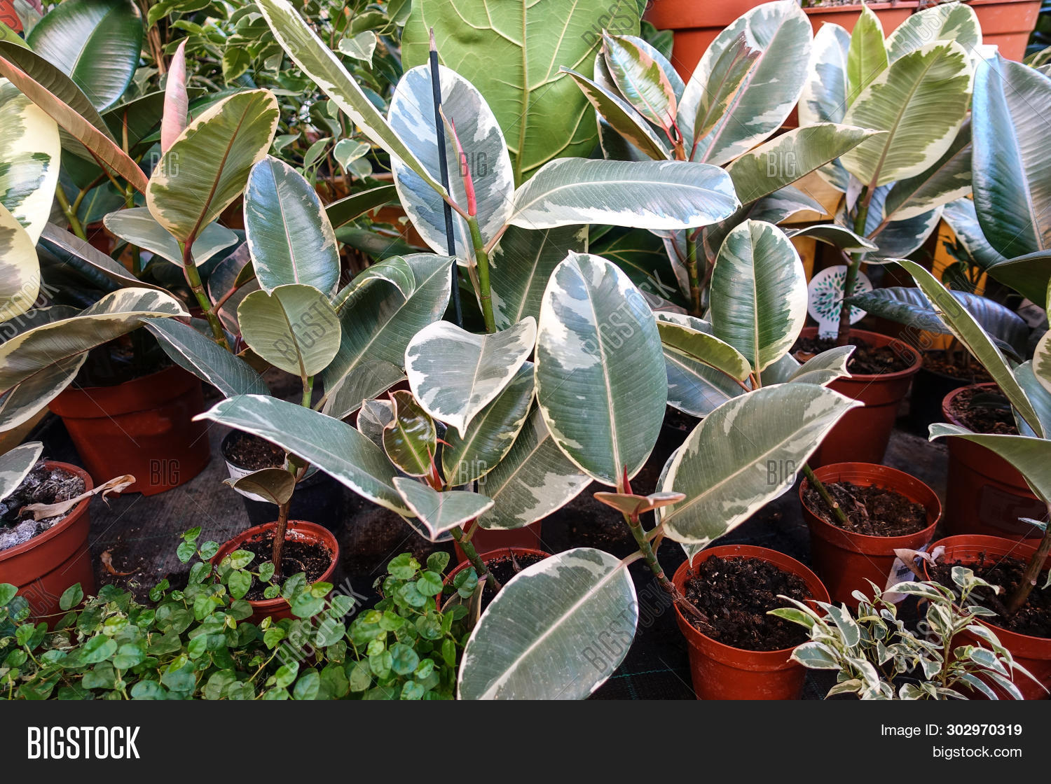 Small Ficus Tree Pot, Image & Photo (Free Trial) | Bigstock