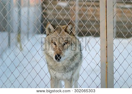 Alpha Wolf Images, Illustrations & Vectors (Free) - Bigstock