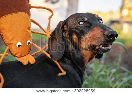 Large Toy Insect Tick Image & Photo (Free Trial) | Bigstock