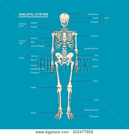 Human Skeleton System Vector & Photo (Free Trial) | Bigstock