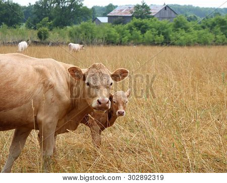 Beef Cow Calf Looking Image & Photo (Free Trial) | Bigstock