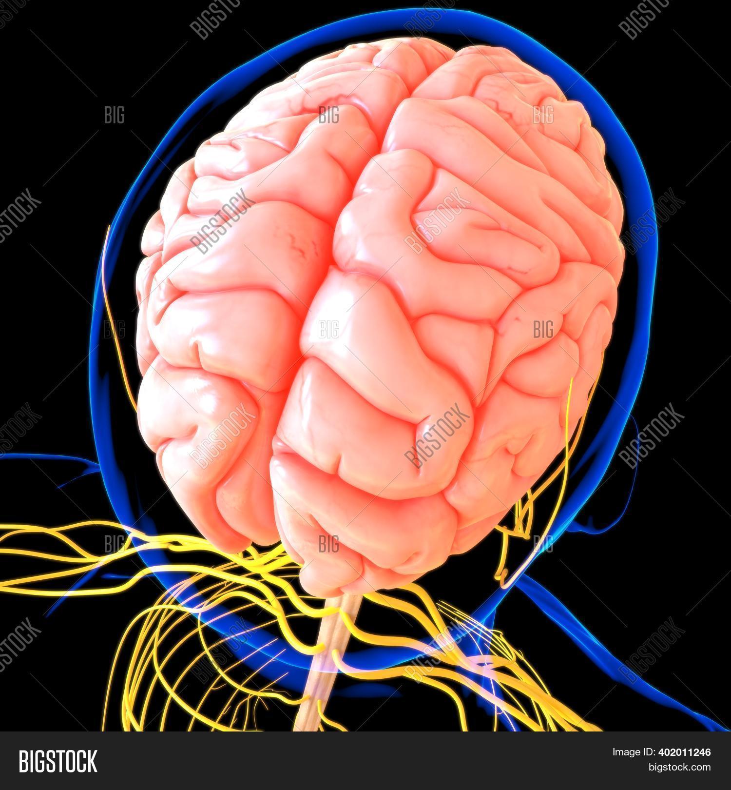 Human Brain Anatomy Image & Photo (Free Trial) | Bigstock
