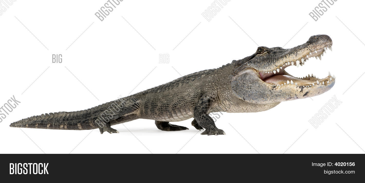 Funny Alligator Image & Photo (Free Trial) | Bigstock