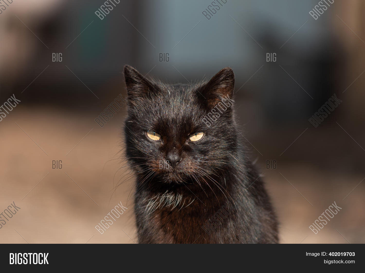 Royal Pekingese Dog Image & Photo (Free Trial) | Bigstock