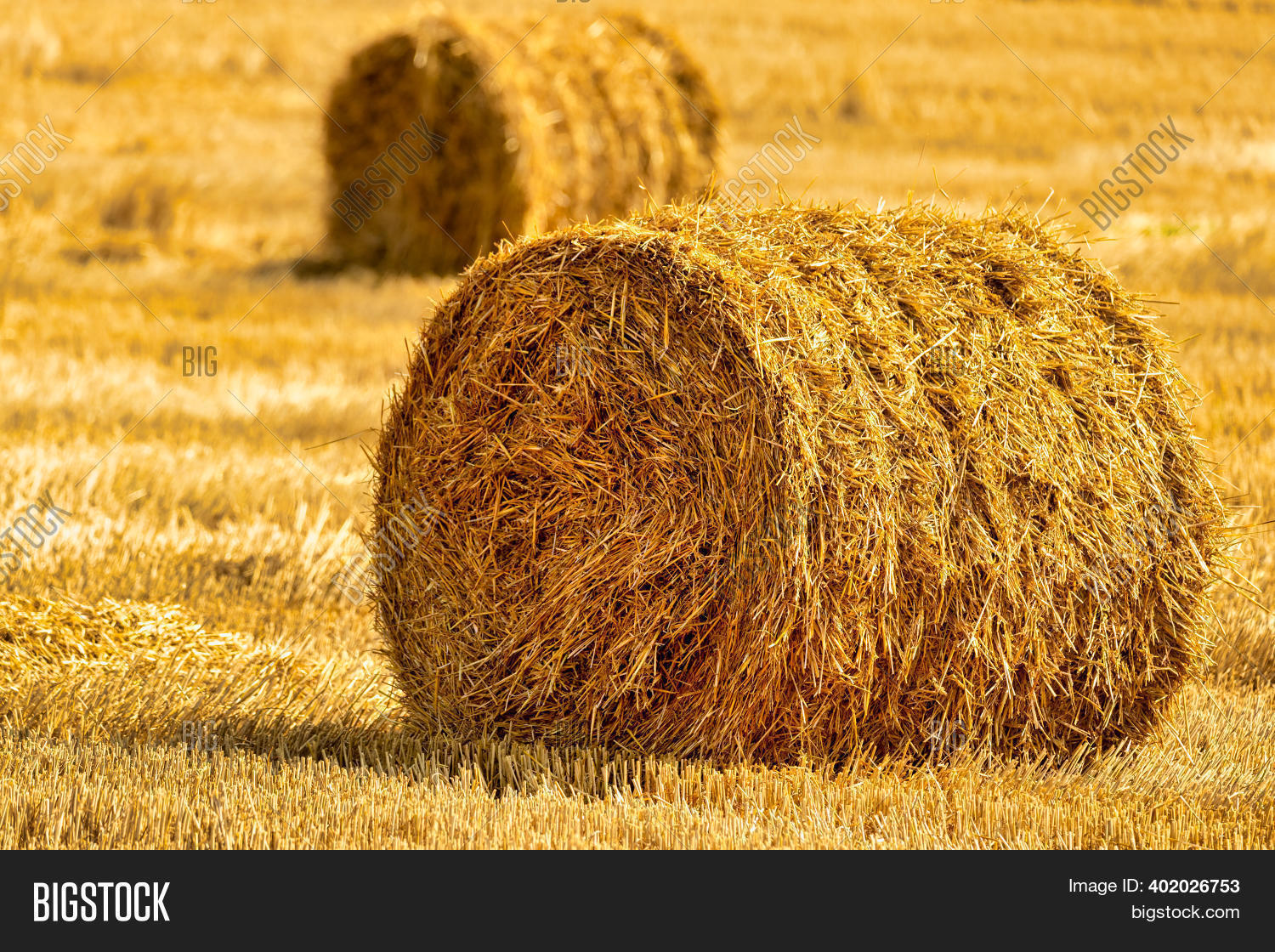 Endless Field Hay Image & Photo (Free Trial) | Bigstock