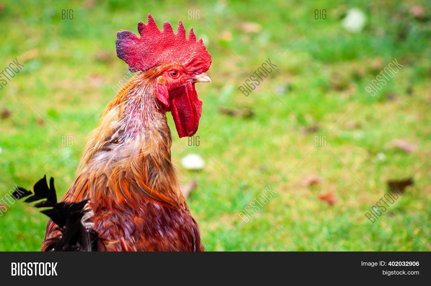 Portrait Rooster Field Image & Photo (Free Trial) | Bigstock