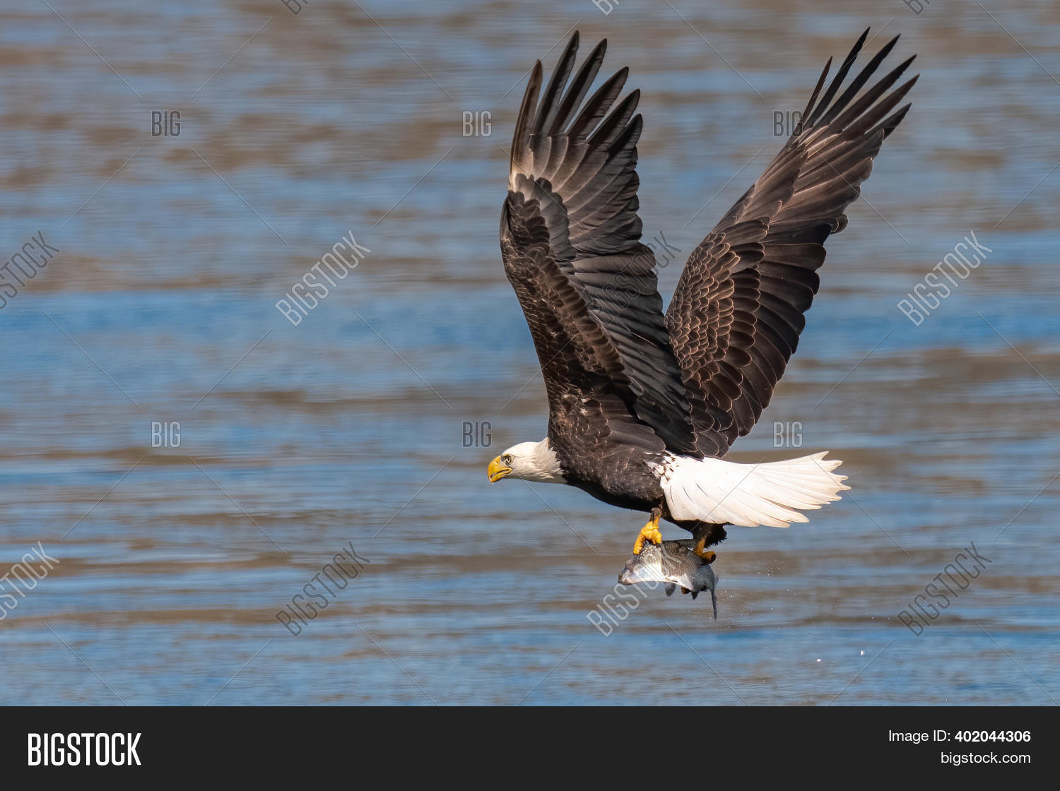 American Bald Eagle Image & Photo (Free Trial) | Bigstock
