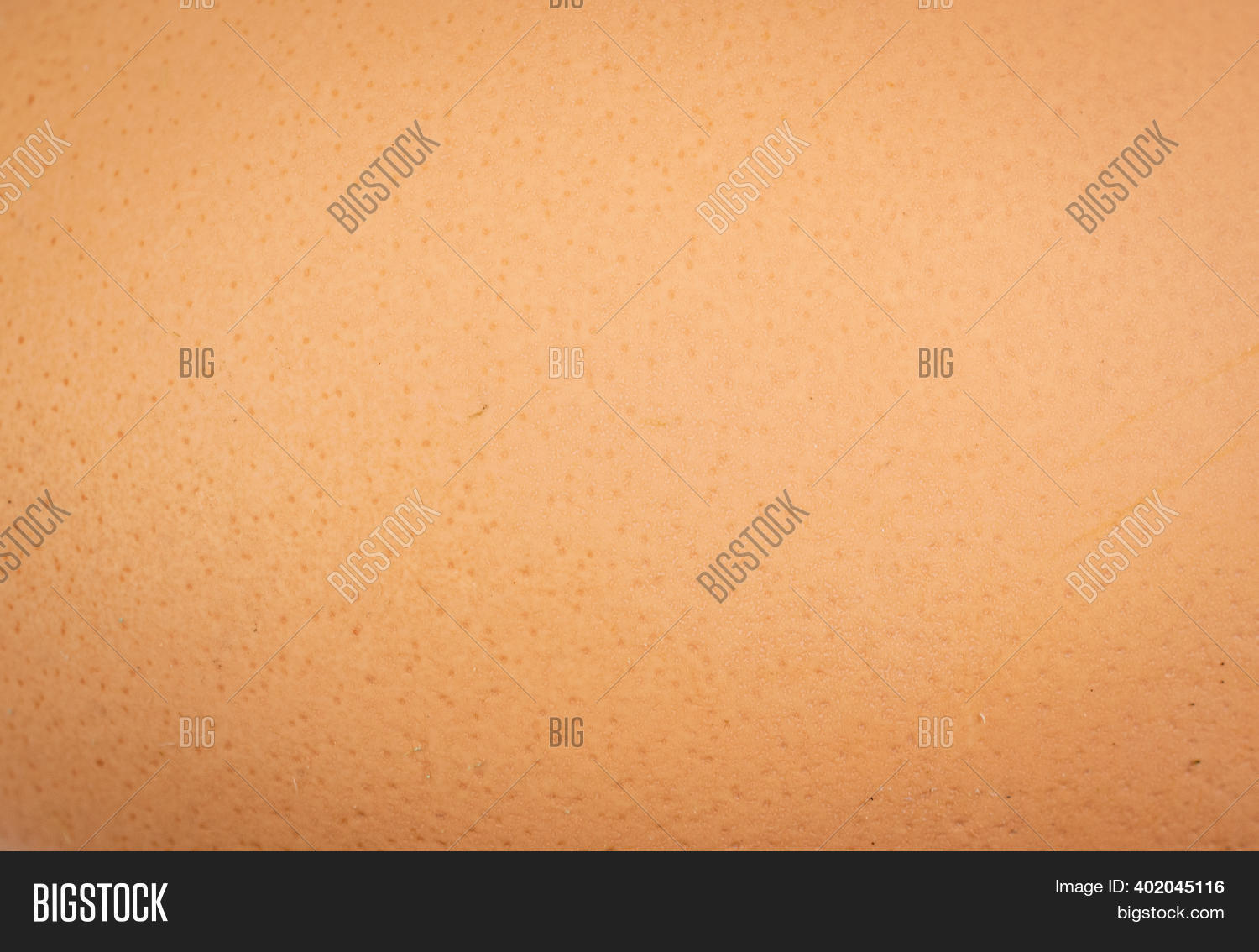 Brown Eggshell Visible Image & Photo (Free Trial) | Bigstock