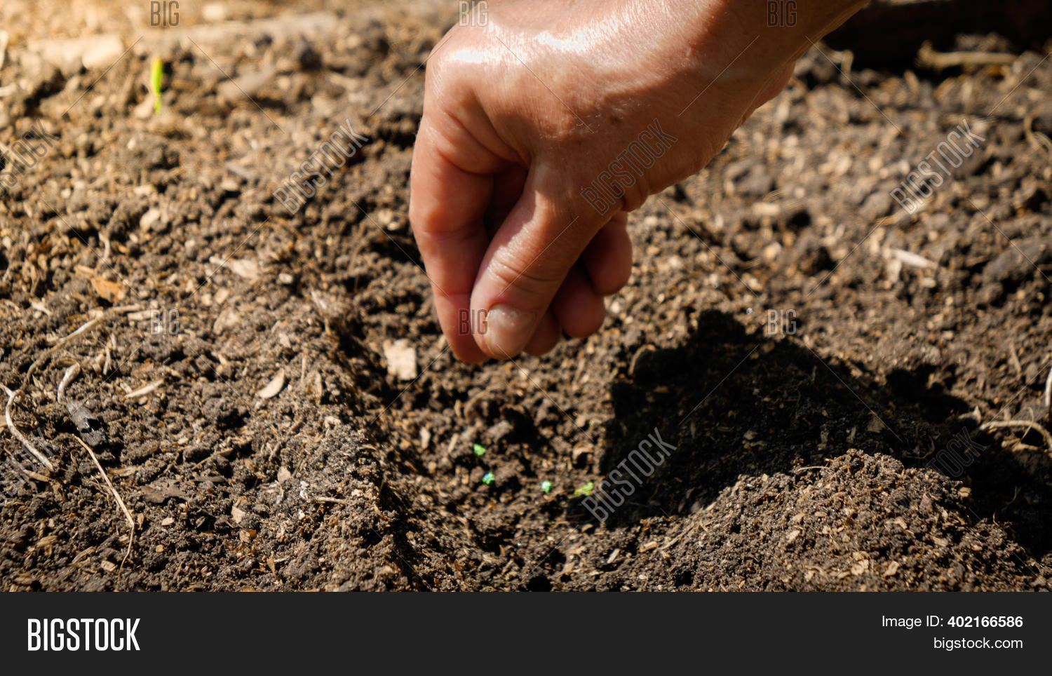 Female Hand Seeding Image & Photo (Free Trial) | Bigstock