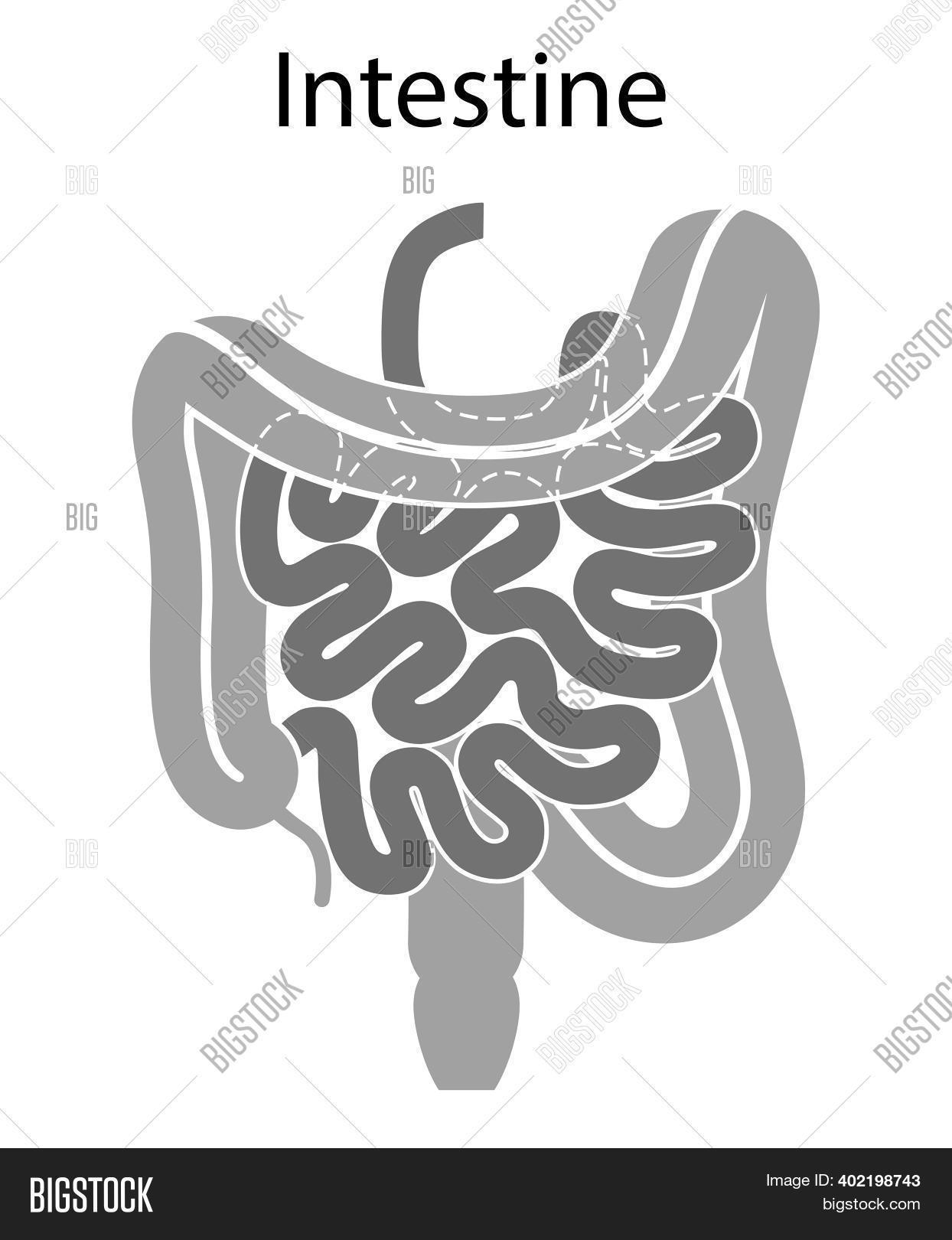 Human Internal Organs Image & Photo (Free Trial) | Bigstock