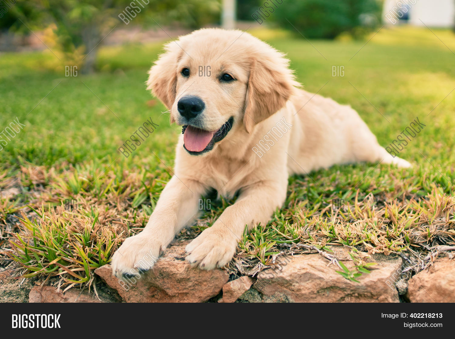 Beautiful Cute Golden Image & Photo (Free Trial) | Bigstock