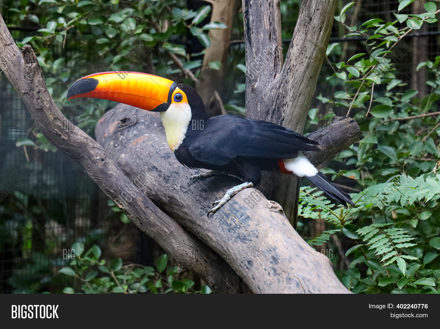 ภาพและภาพถ่าย (ทดลองใช้ฟรี) | Bigstock