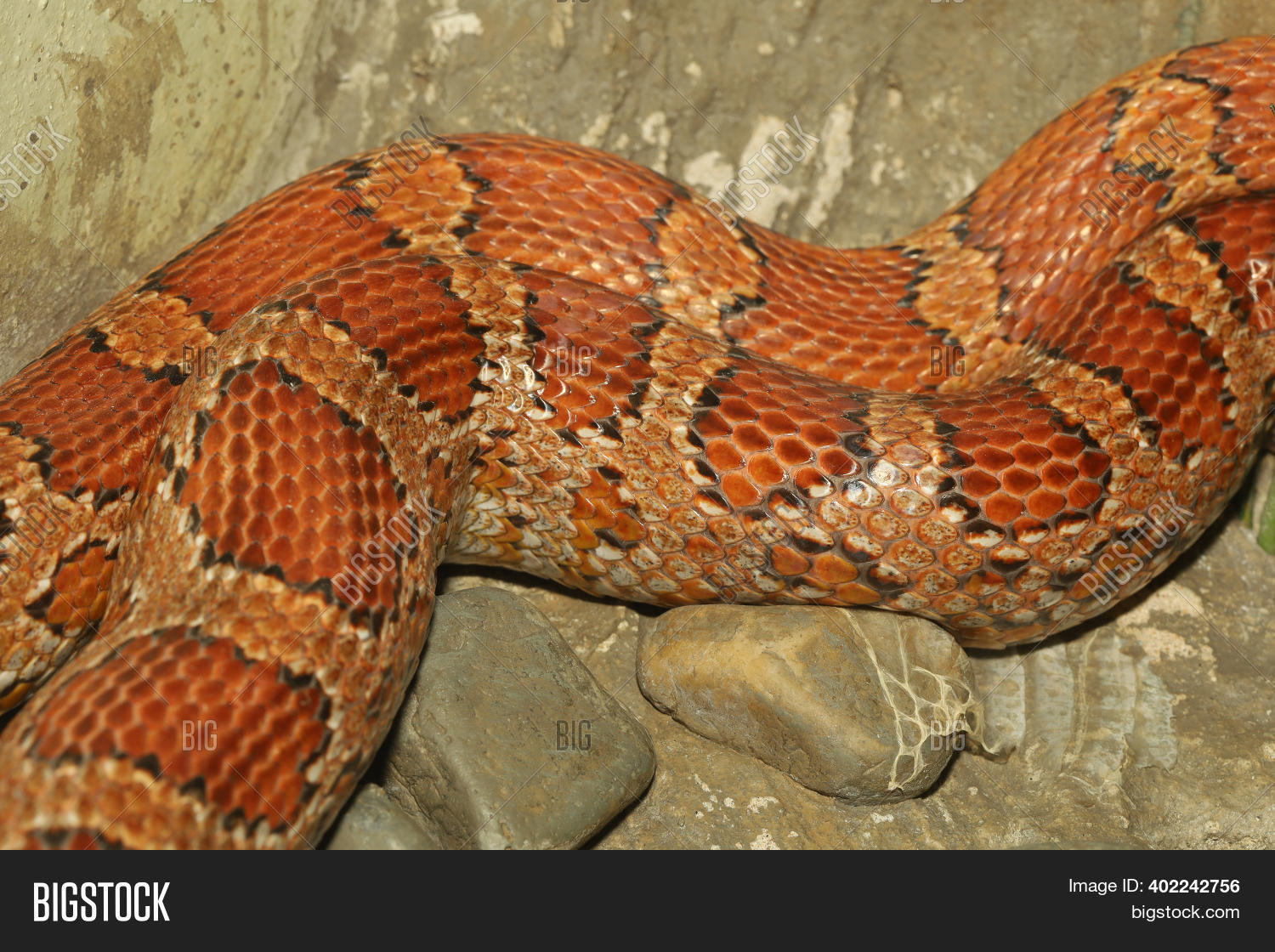 Close Corn Snake Skin Image & Photo (Free Trial) | Bigstock