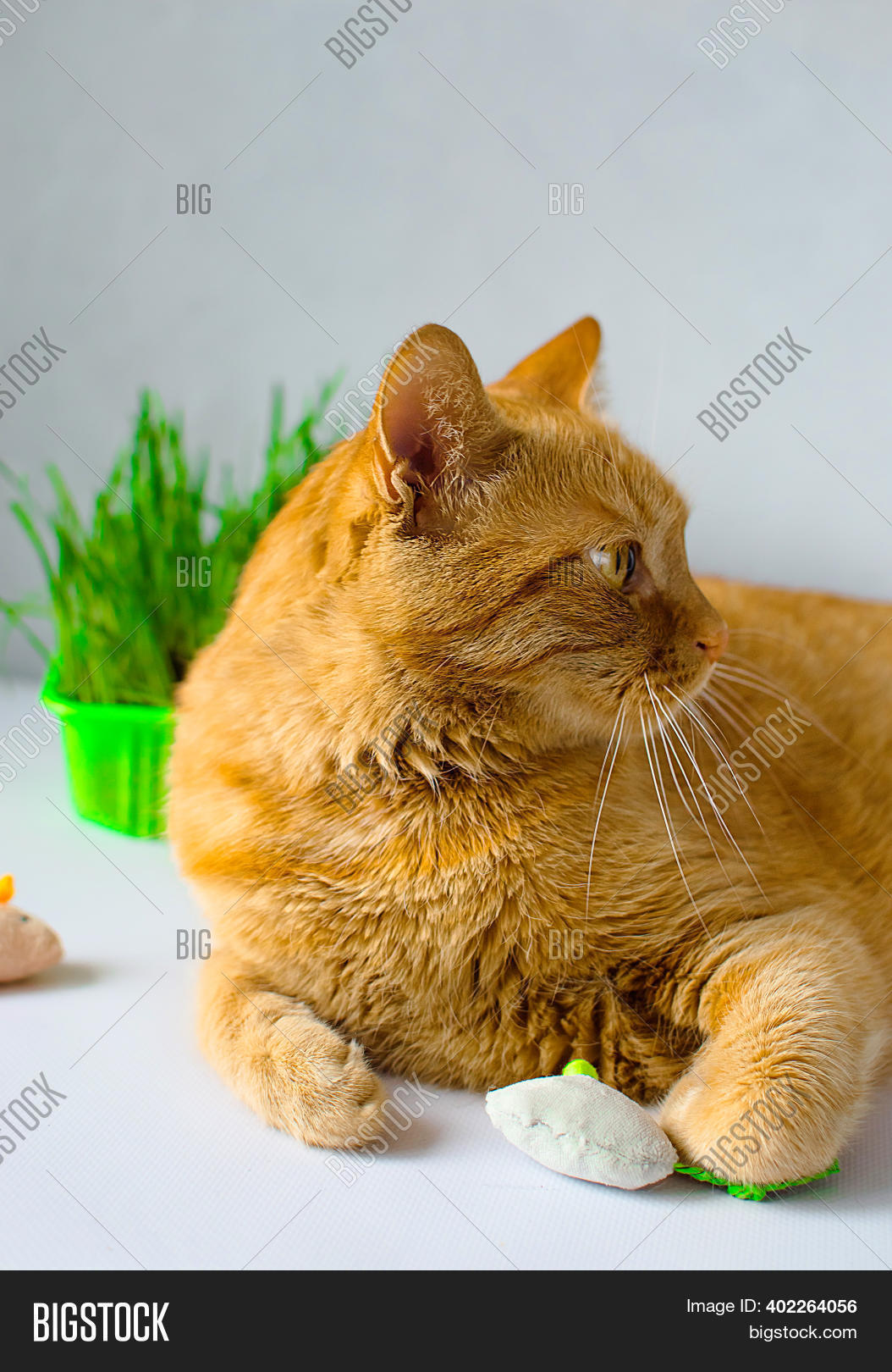 Ginger, Red Cat Eat Image & Photo (Free Trial) | Bigstock