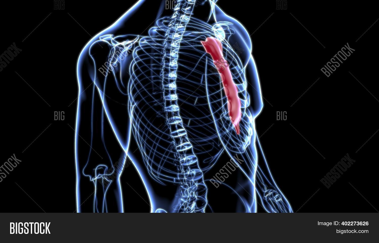 Human Skeleton Sternum Image & Photo (Free Trial) | Bigstock