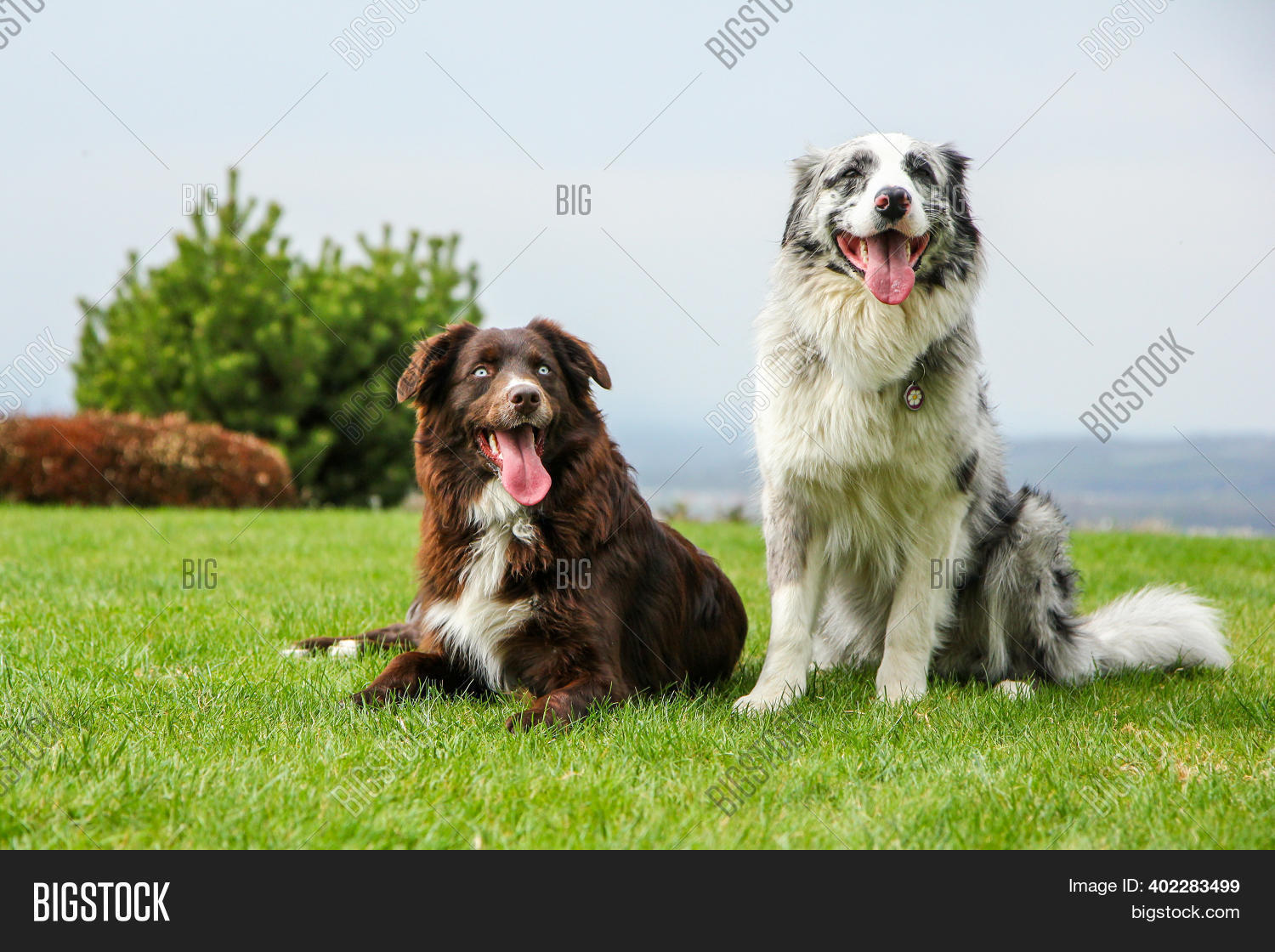 Two Australian Image & Photo (Free Trial) | Bigstock