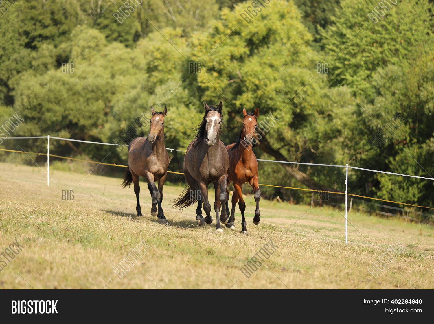 Three Horses Breed Image & Photo (Free Trial) | Bigstock