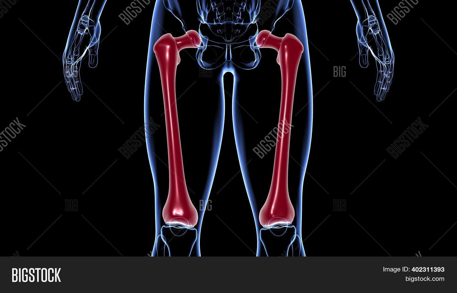 Human Skeleton Anatomy Image & Photo (Free Trial) | Bigstock