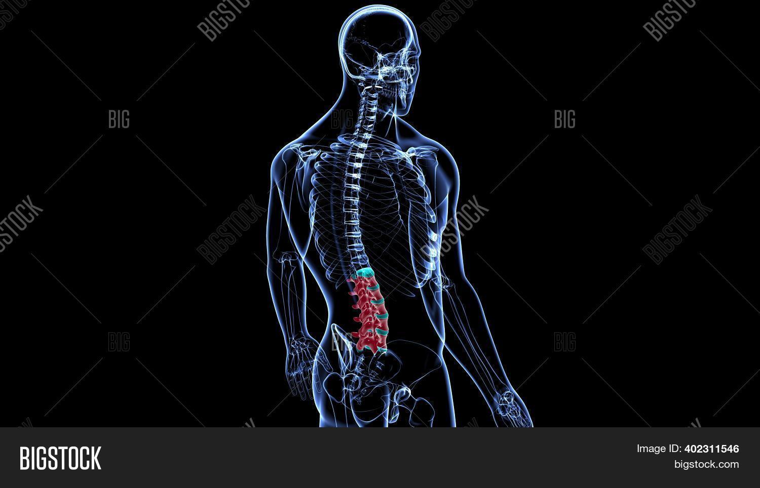 Human Skeleton Image & Photo (Free Trial) | Bigstock