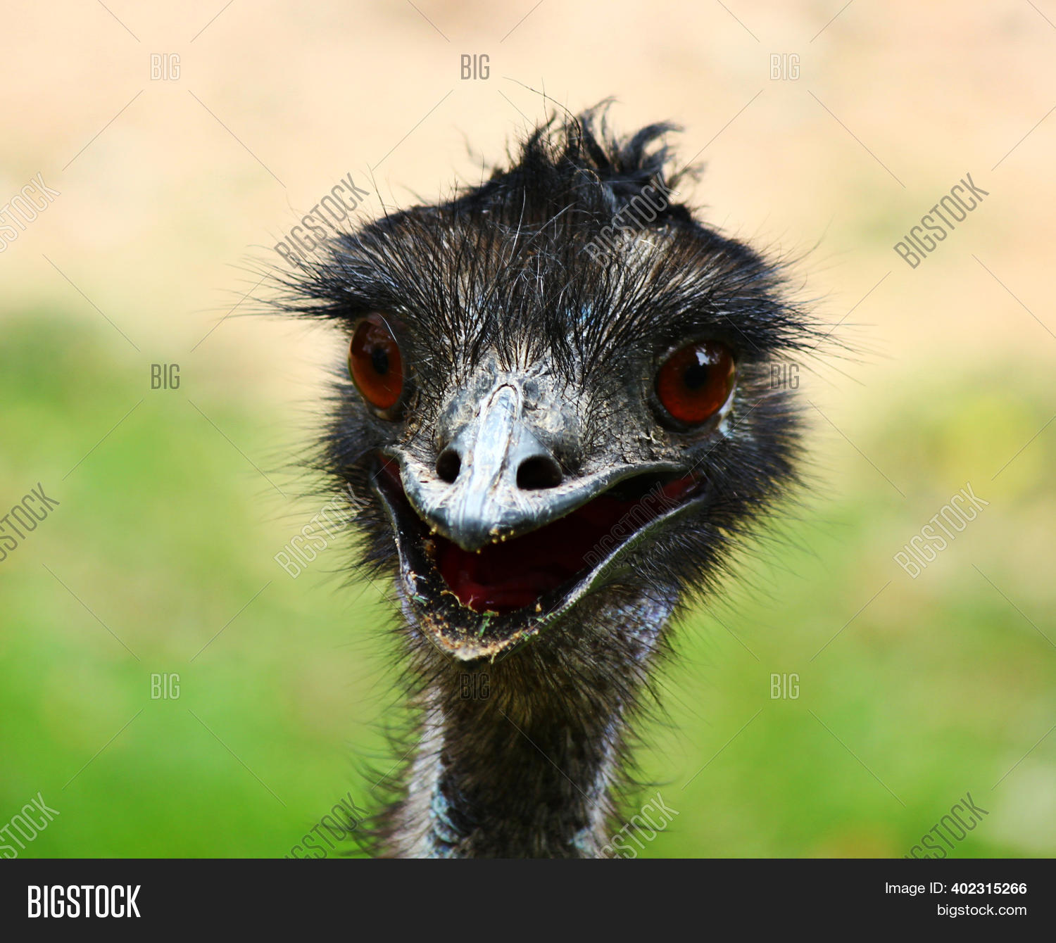 Close Emu Face Blur Image & Photo (Free Trial) | Bigstock