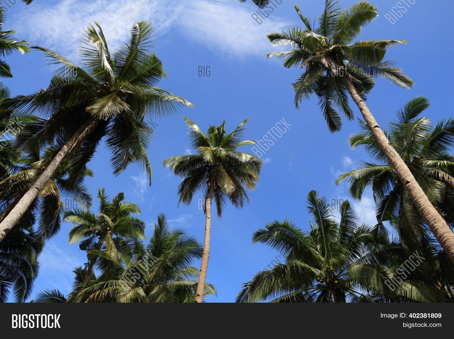 Palm Trees Palawan. Image & Photo (Free Trial) | Bigstock