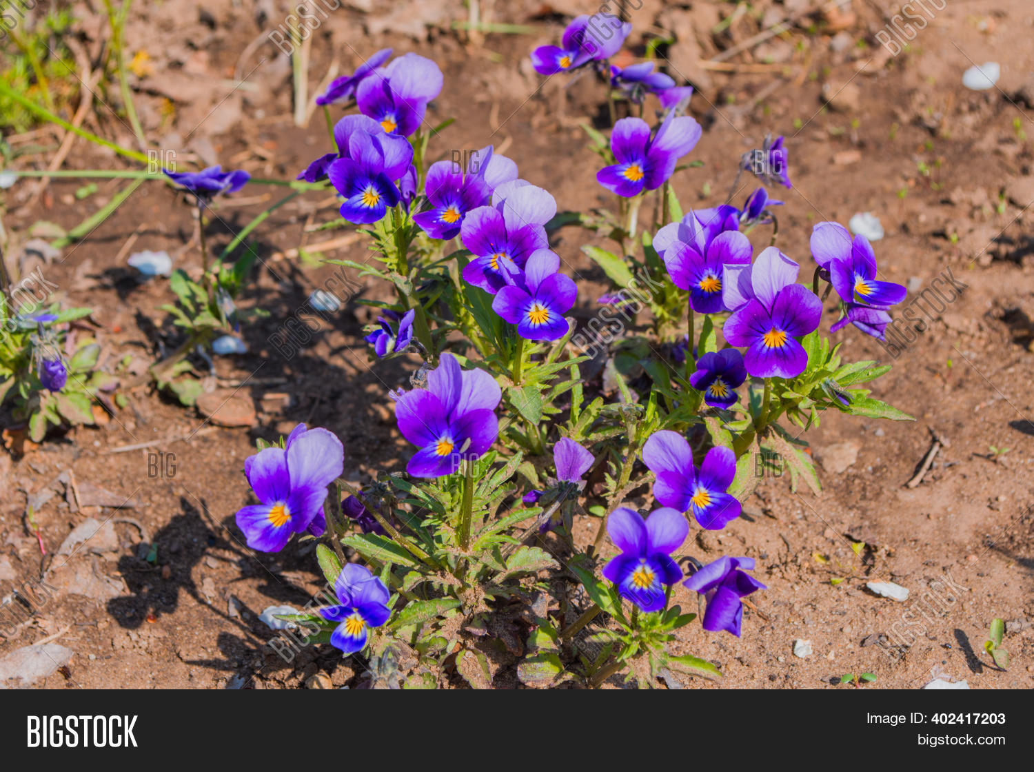 Garden Flowers-violets Image & Photo (Free Trial) | Bigstock